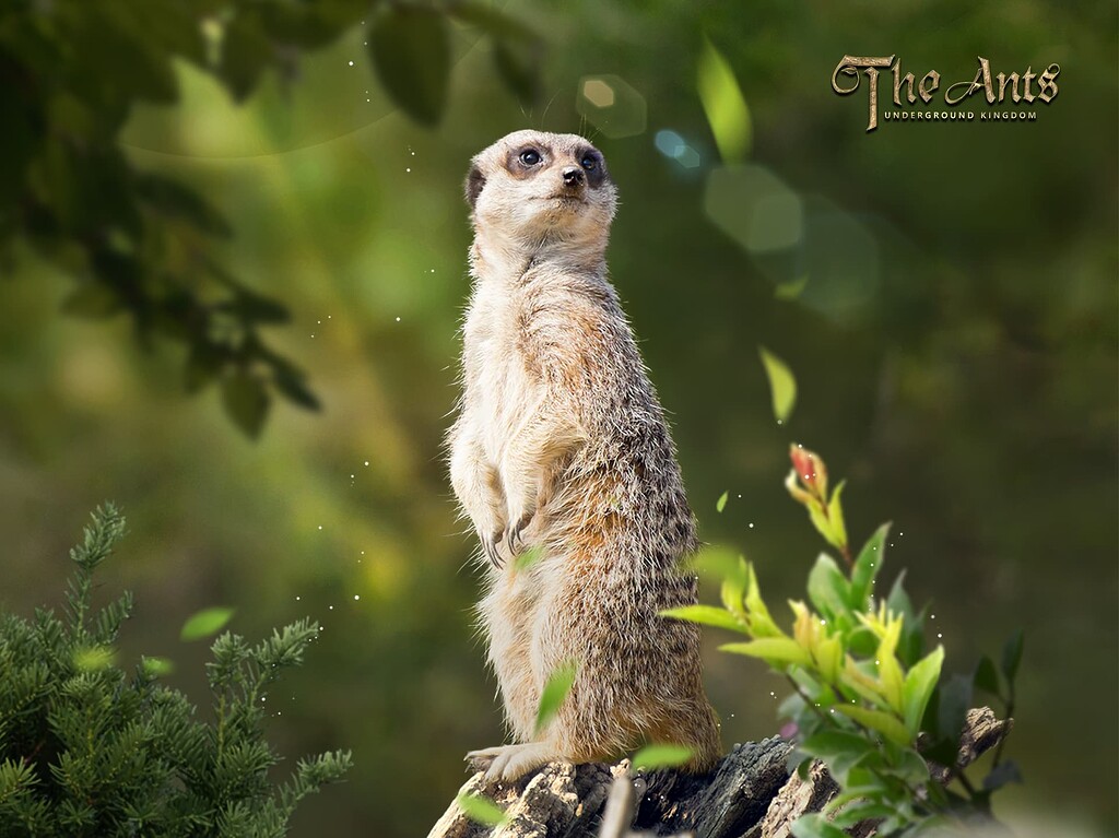 Meerkat HD wallpaper is released! - News and Events - The Ants ...