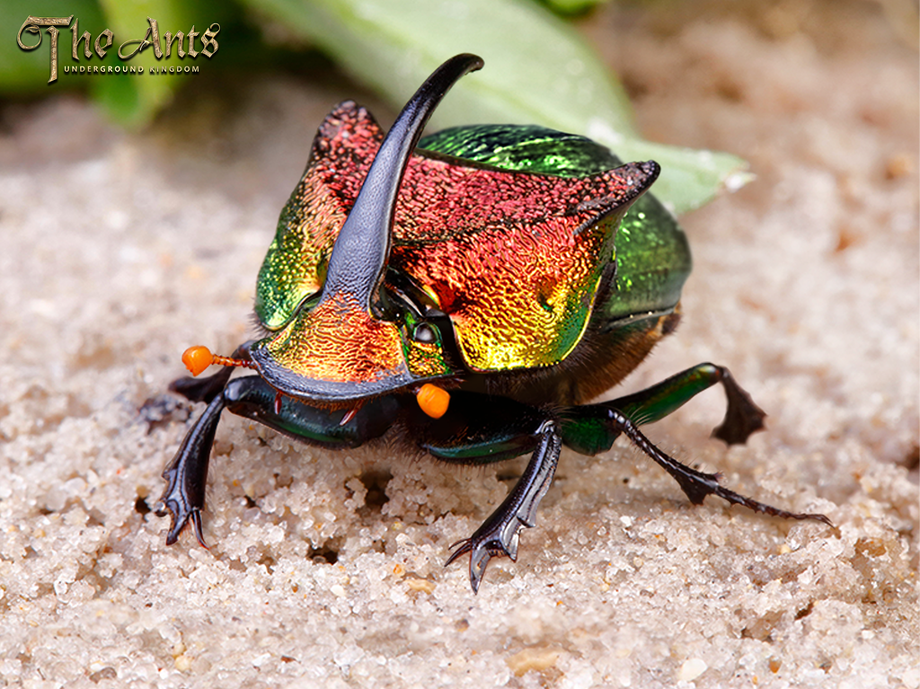 Rainbow Scarab HD wallpaper is released! - News and Events - The Ants: Underground Kingdom