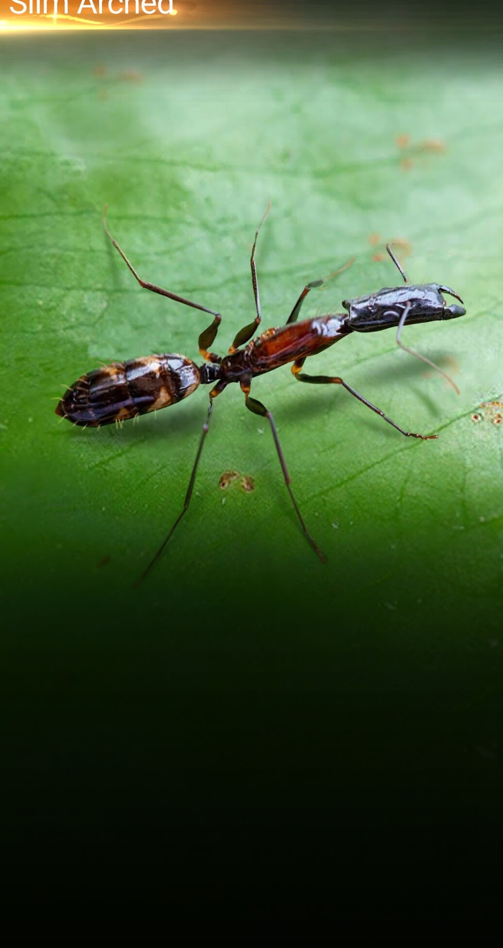 Special Ants Information - Special Ants - The Ants: Underground Kingdom